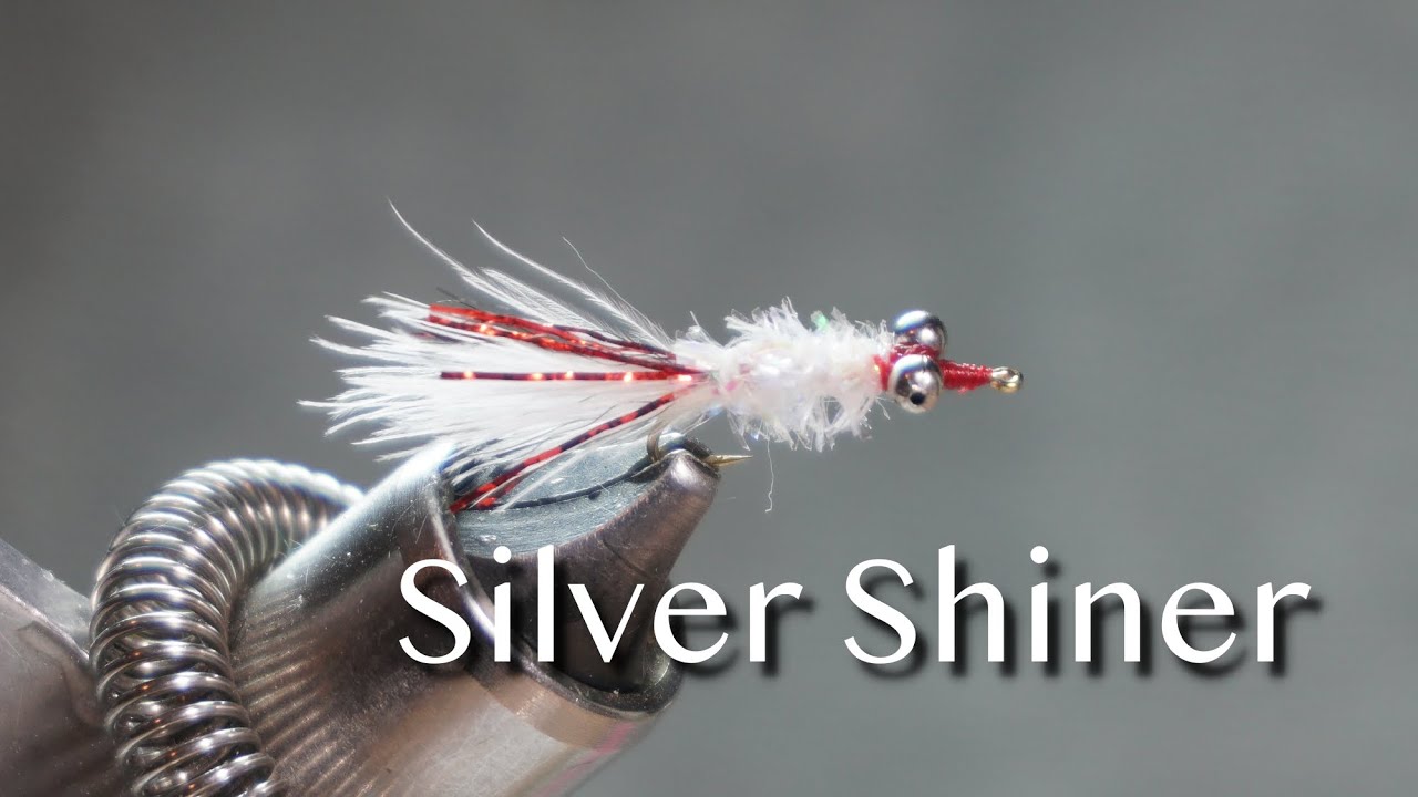 Silver Shiner - YouTube