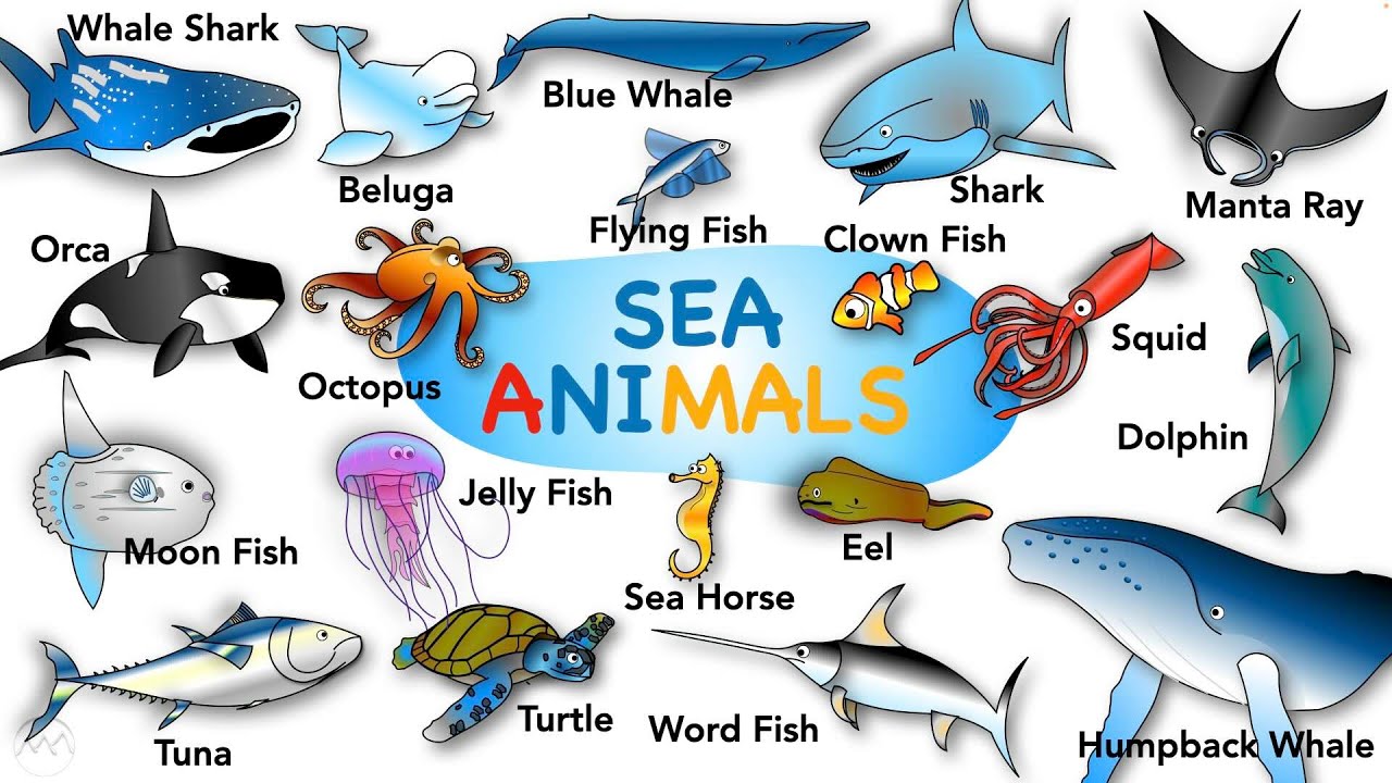 Sea Animals Names and Pronunciation - YouTube