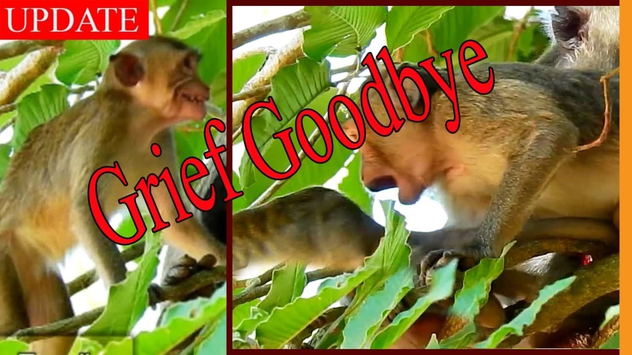 Janna In Grief GOOD BYE !! Nanda Help Bite Stop Janna Nursing for Jane ...
