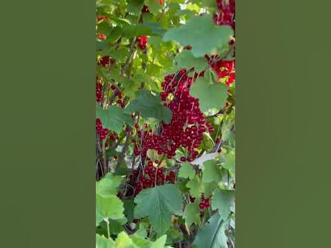 Красная смородина РУДНЕУС. Сладкая. #краснаясмородина #подмосковье # ...