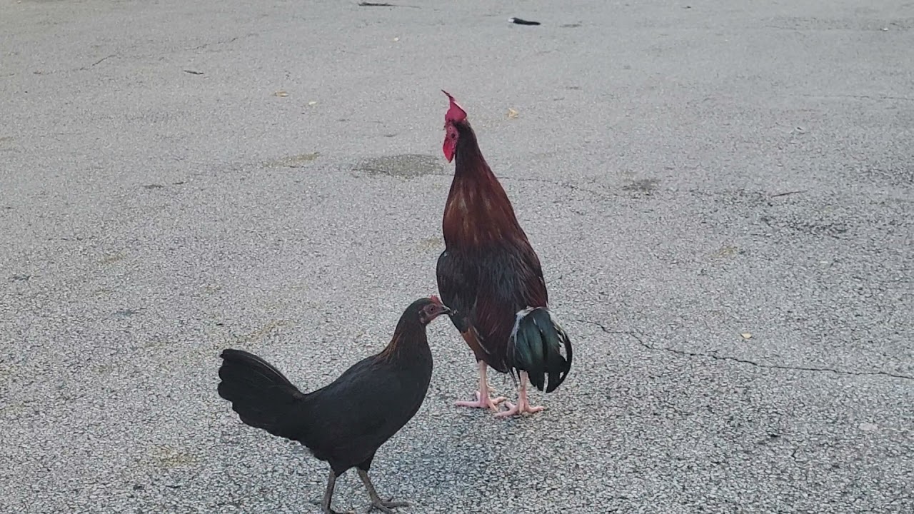 El Gallo Cubano - Lencho - YouTube