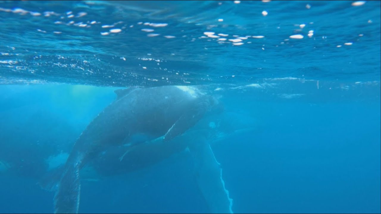 TAGATA PASIFIKA Swimming With Vava u Whales YouTube tagata-pasifika-swimming-with-vava-u-whales-youtube