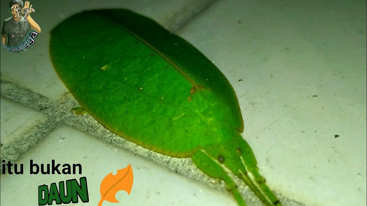 jangan tertipu dengan daun ini.. (phyllomimus sp) - YouTube