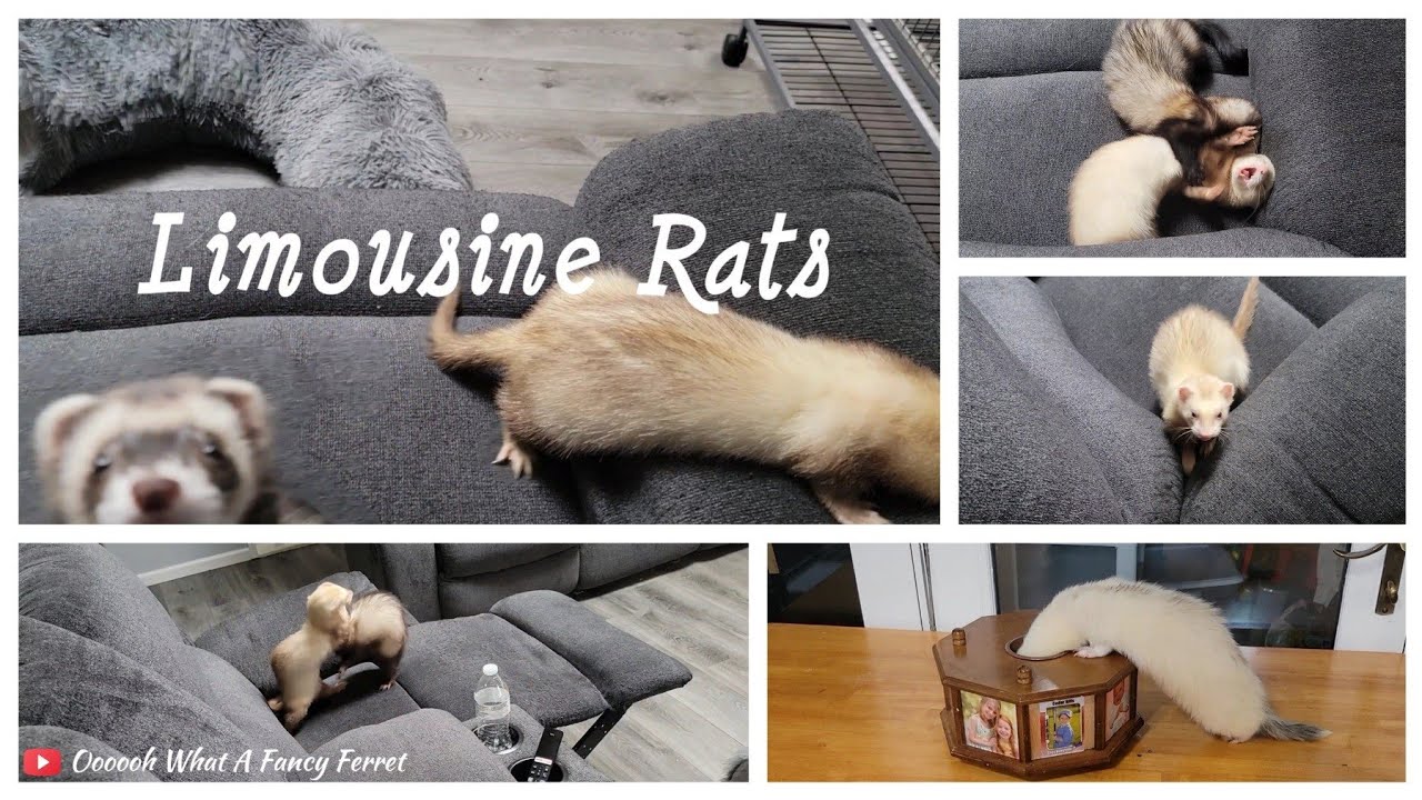 Limousine Rats - YouTube