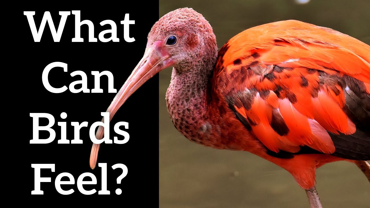 Bird Touch - What Can Birds Feel? - YouTube