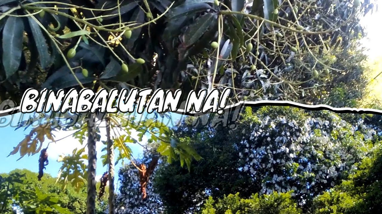 SINIMULAN NA BALUTAN ANG MGA BUNGA NG MANGGA | Paano ingatan at alagaan ...