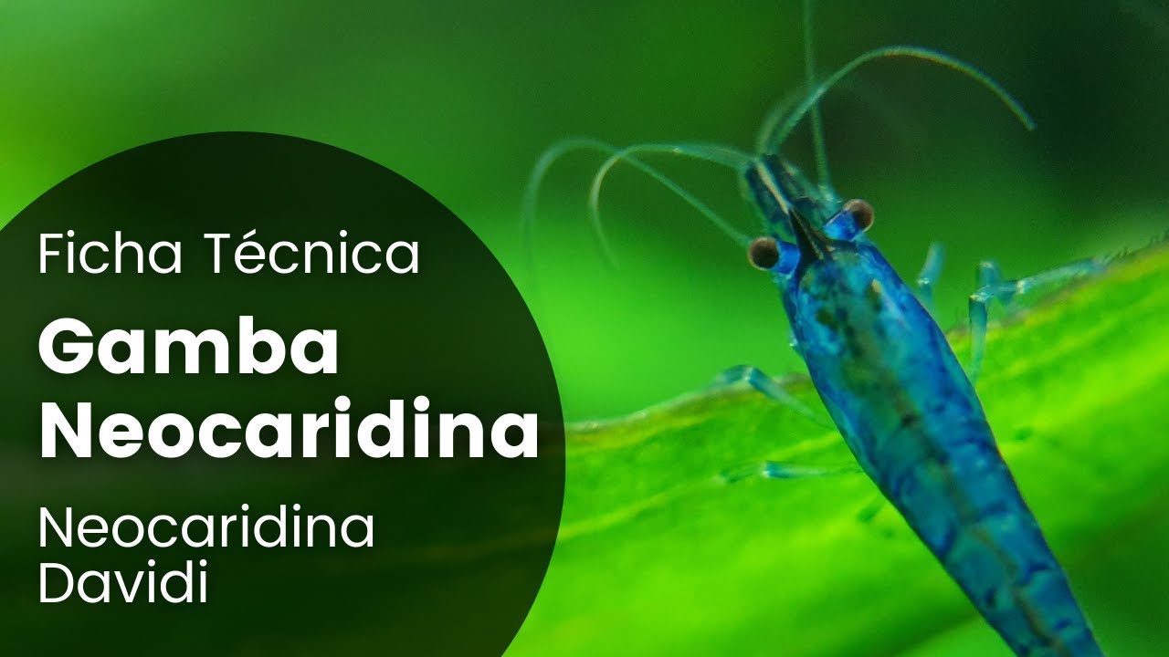 Ficha Técnica Gambas Neocaridinas | N. Davidi | Cuidados, Reproducción ...