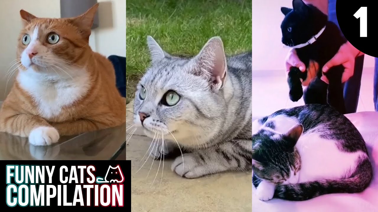 Tik Tok Cats Funny Compilation 1 Youtube