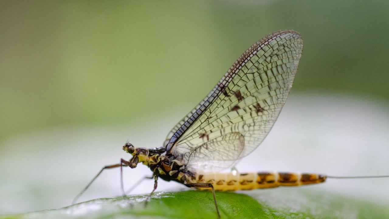 Aquatic invertebrates and river ecosystems - YouTube