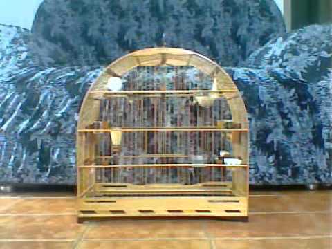 Coleiro macaco laranjeira SERRA ES. - YouTube