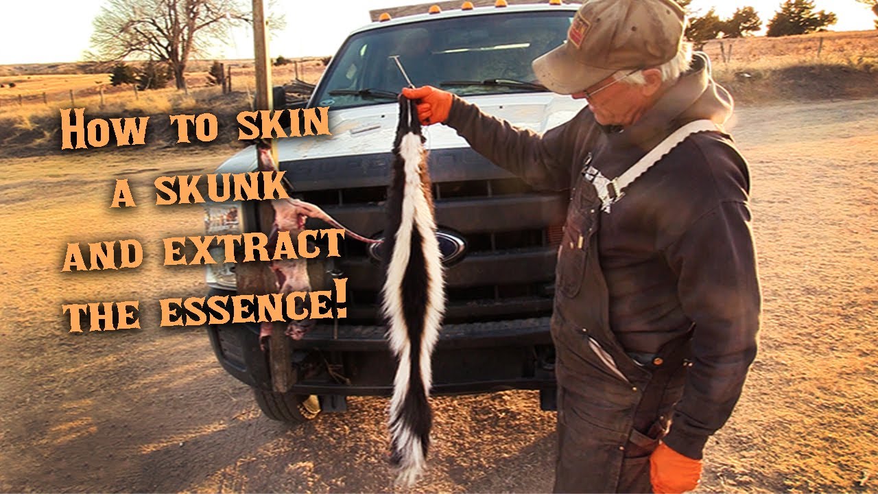 How to skin a skunk and extract the essence - YouTube