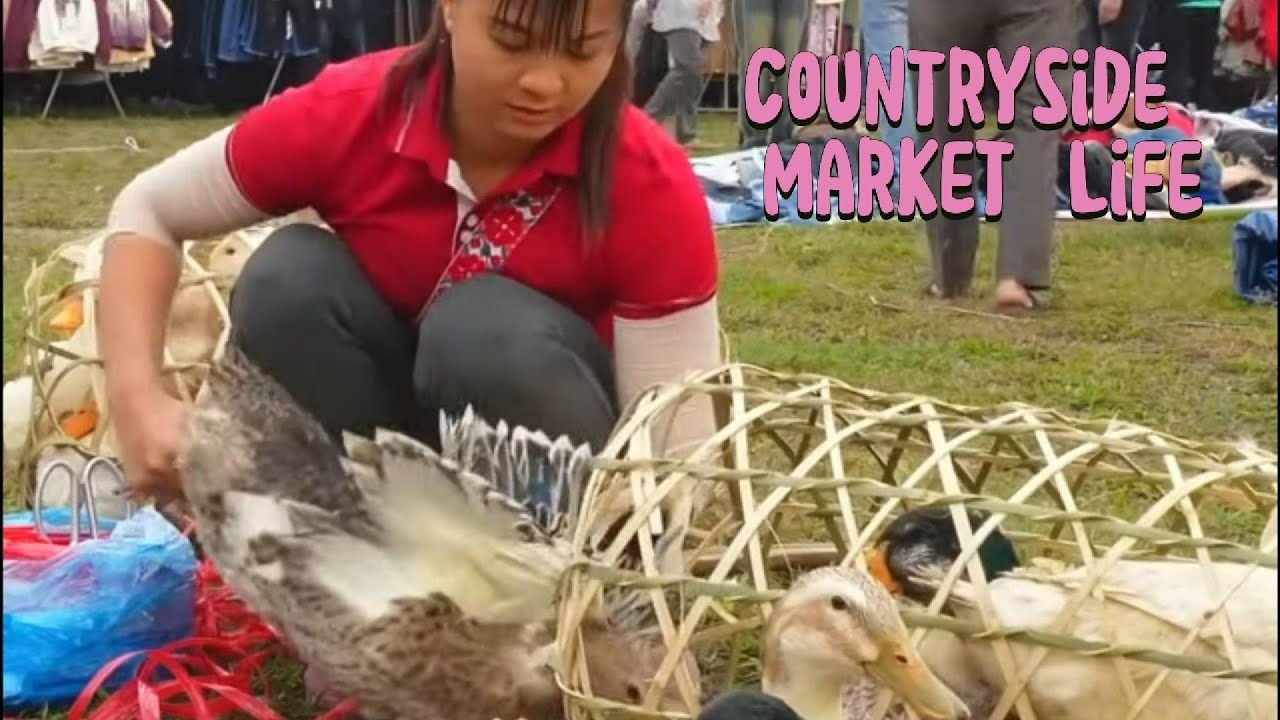 Catching Ducks to Sell at the Rural Market | A Simple Life in the ...