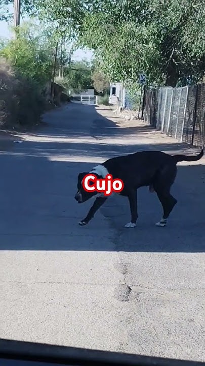 cujo ## - YouTube
