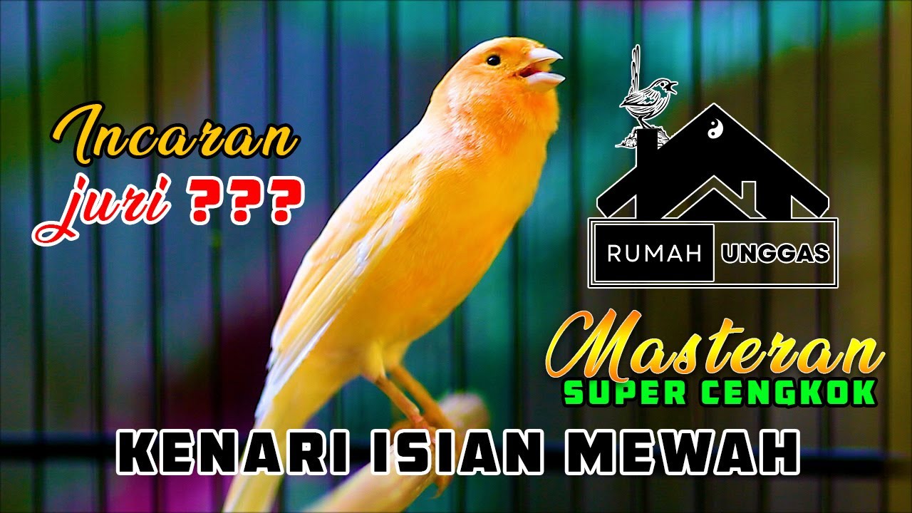 Masteran Burung Kenari Super Cengkok - YouTube