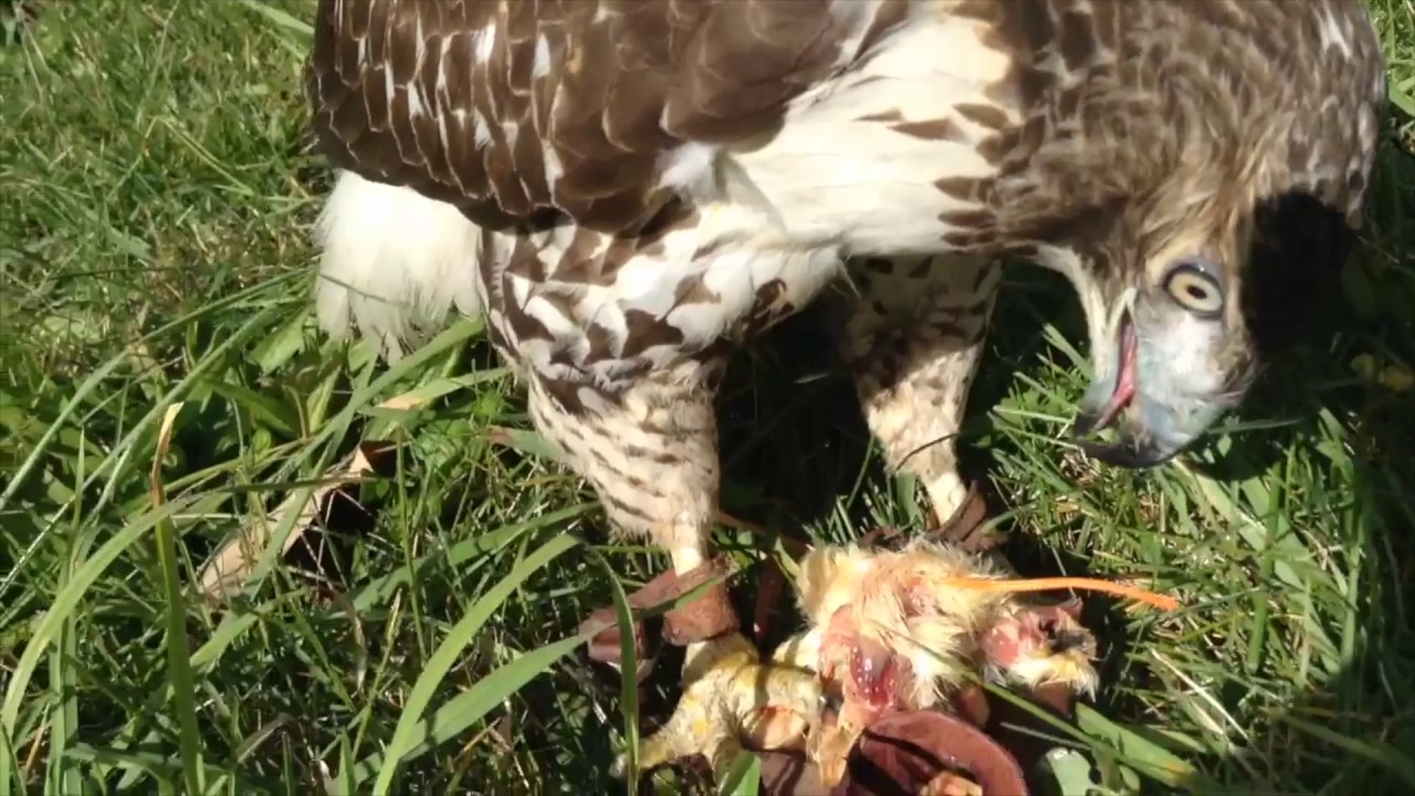 Falconry Girl: 100 Facebook Likes Special - YouTube