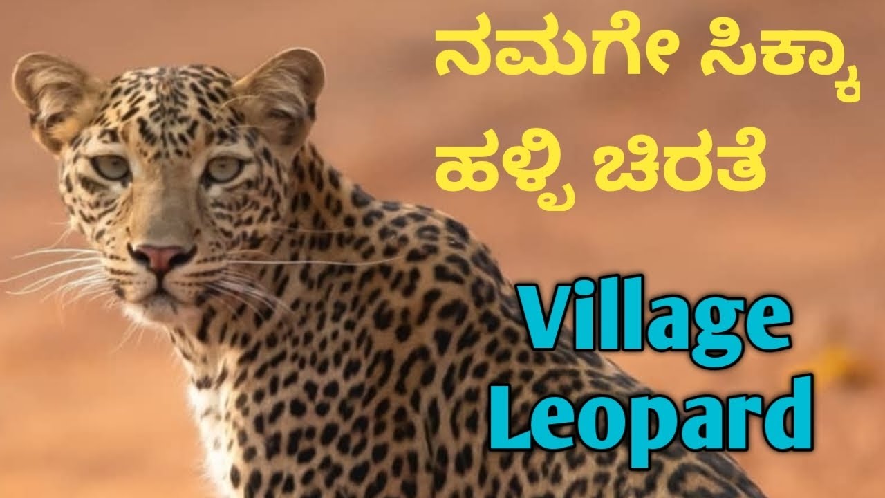 ನಮಗೇ ಸಿಕ್ಕಾ ಹಳ್ಳಿ ಚಿರತೆ, Village Leopard. - YouTube