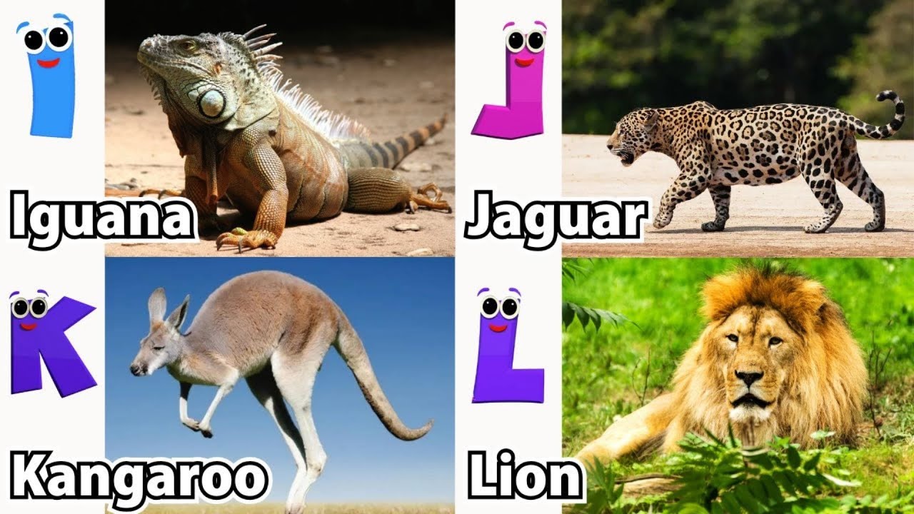 ABC Real Animals song | Alphabets Kids song | Learn Alphabets, English ...
