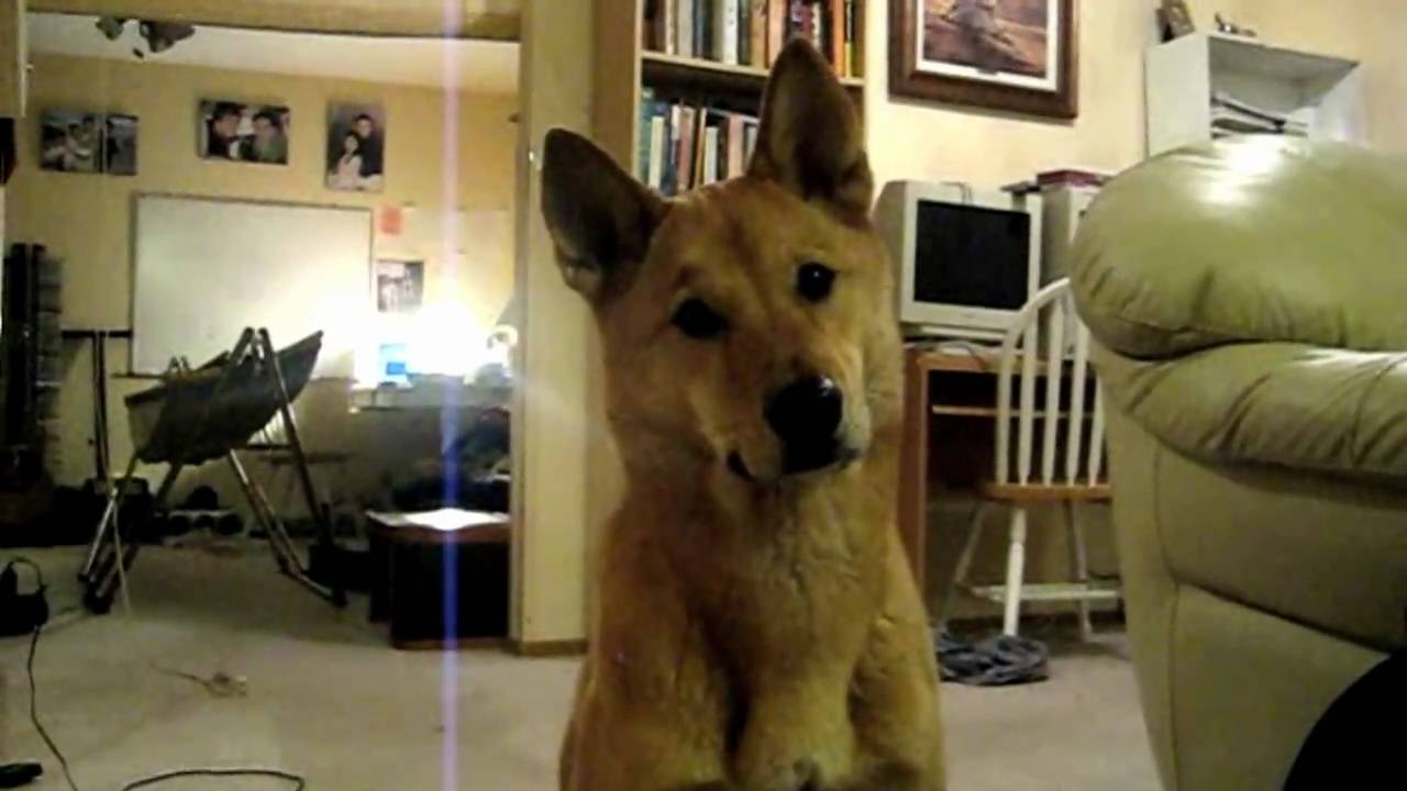Lowfat's Pointless video of my Dog, Joey. - YouTube