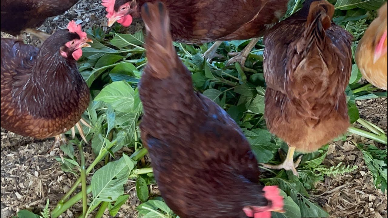 THE RHODE ISLAND RED HENS EATING THEIR GREENS 🥬 🥬 🥬 #ORGANIC #FARMING ...