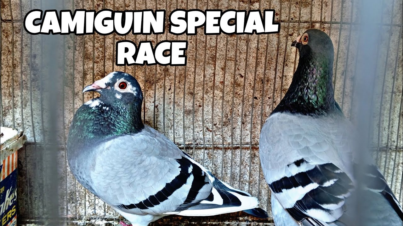 KALAPATI NA NAMAN pt 17 - YouTube