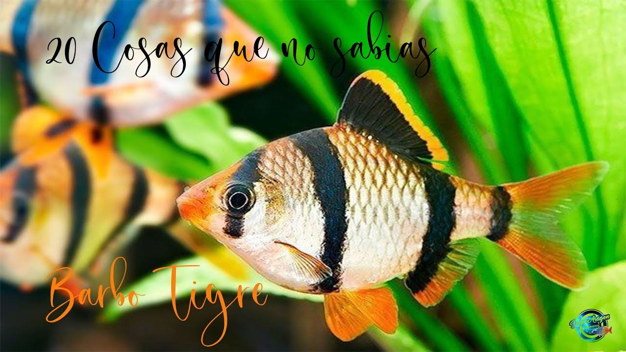 20 Cosas que no sabias del Barbo Tigre (Puntius Tetrazona) - YouTube