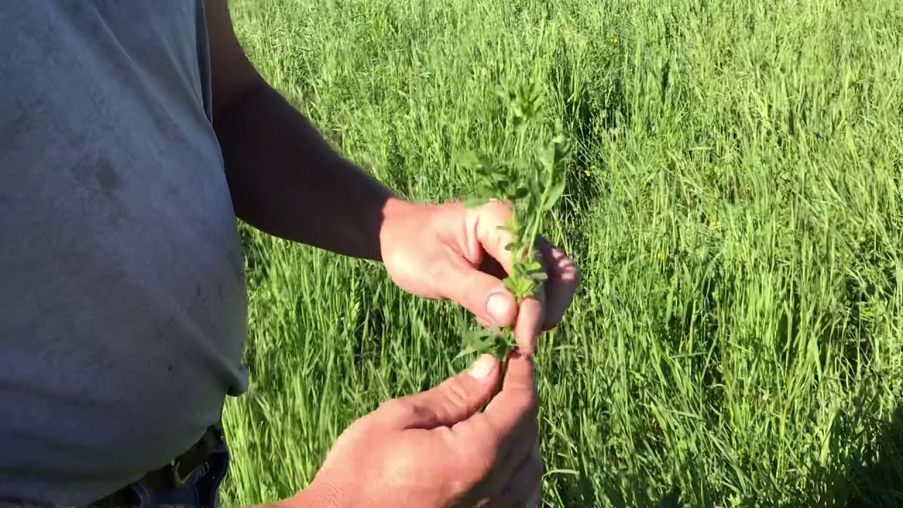 Grazing birdsfoot trefoil with Timothy in the Upper Peninsula of ...