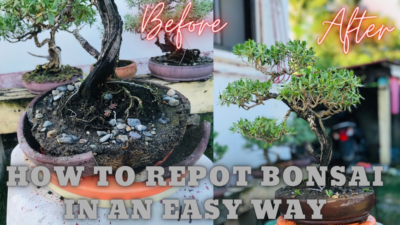 how to repot Bonsai Bantigue in an easy way........ ||Bonsayista ...