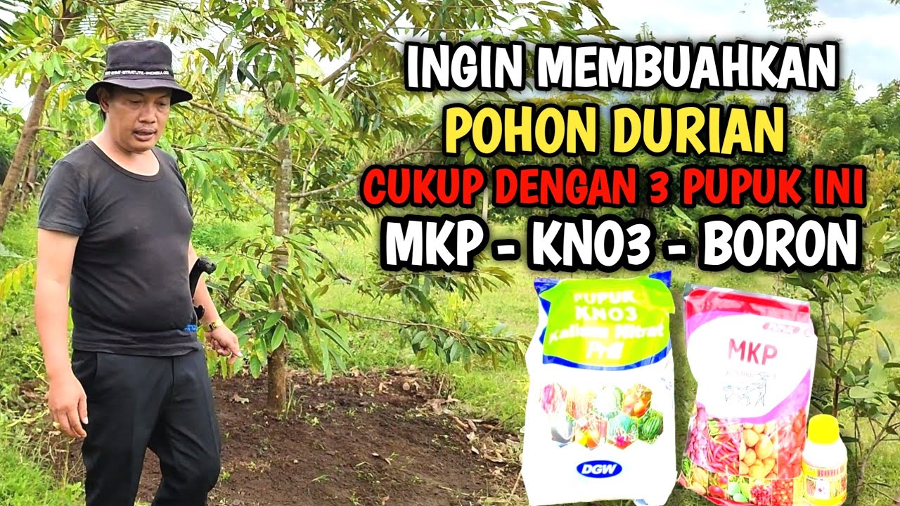 PROGRAM PEMBUAHAN POHON DURIAN KANE - LANGKAH PASTI - YouTube