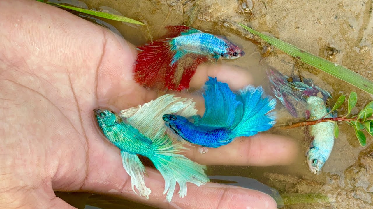 Ultimate Guide to Finding Betta Fish in Amazing Spots : We Found all Beautiful Betta Fish - YouTube