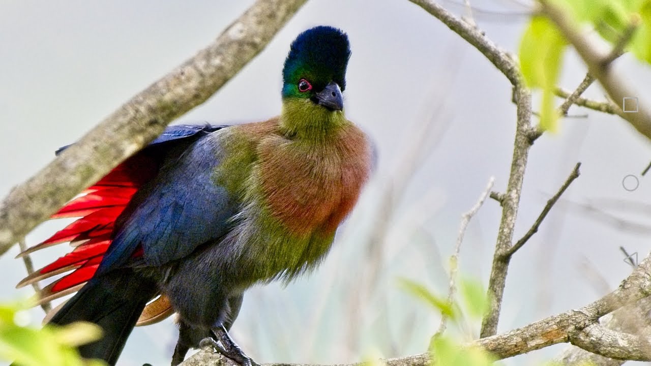 Purple-crested-Turaco l Bloukuifloerie Live Camera - YouTube