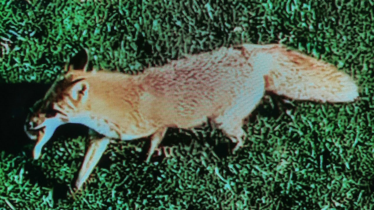 FOX ON THE FARM AND SCARED GOATS! Will it try and Eat them? - YouTube