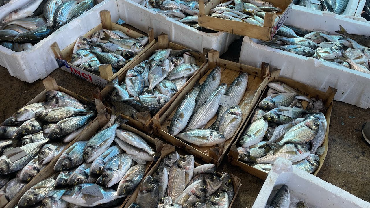 Kasa satış mezatı Mavişehir Balıkçı Barınağı 03.05.2024 #fish # ...