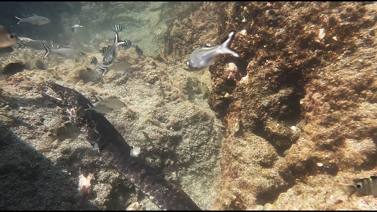 Eel Crashes the Party - Life in the Tidepool - Big Island Hawaii - YouTube