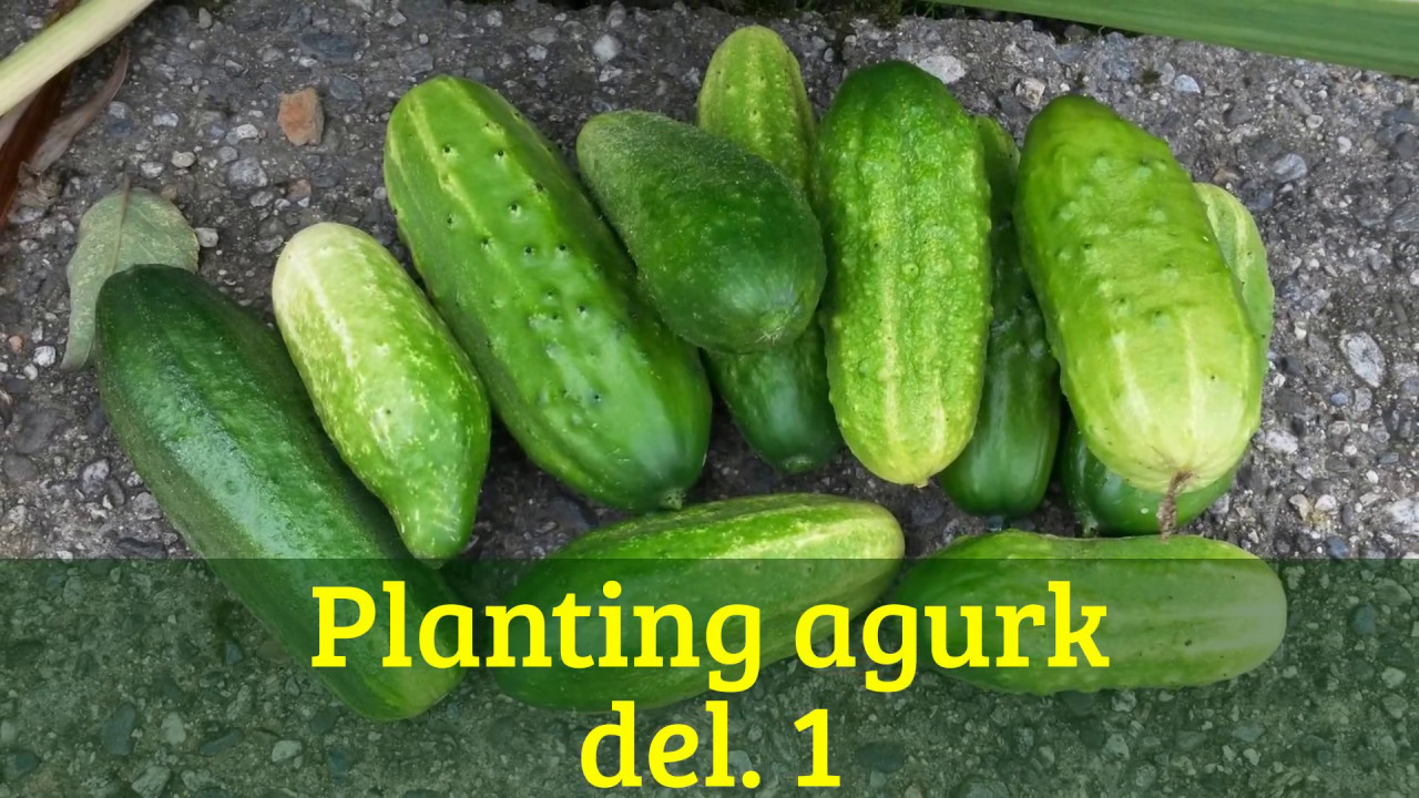 10. Planting agurk del.1 - YouTube