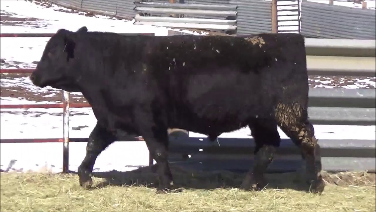 Connealy Angus Lot 68 - YouTube