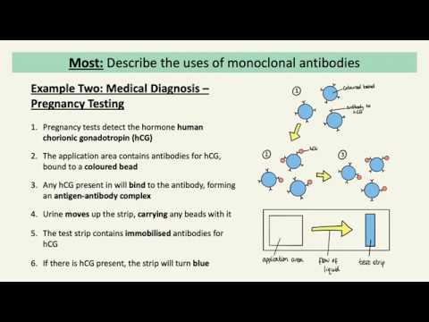 Monoclonal Antibodies - A-Level Biology - YouTube