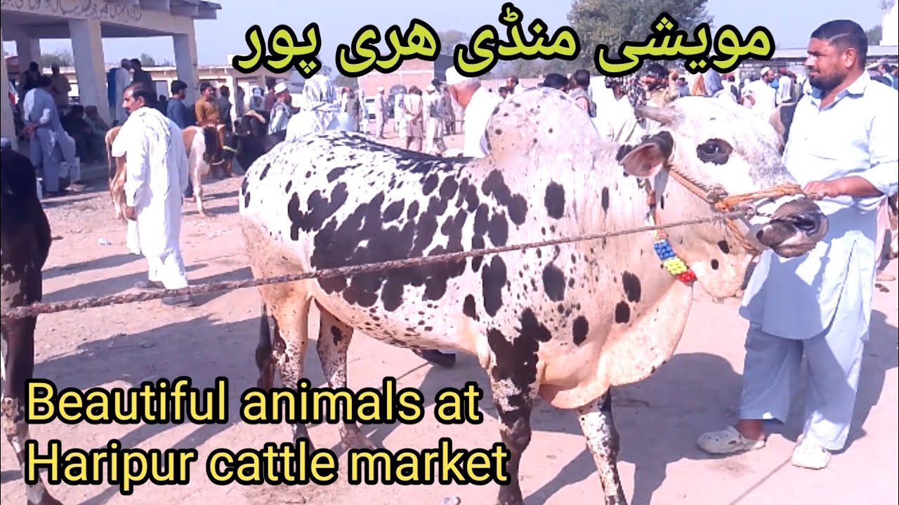 Haripur Bakra Mandi Latest Update October 2025 || Haripur animals tv ...
