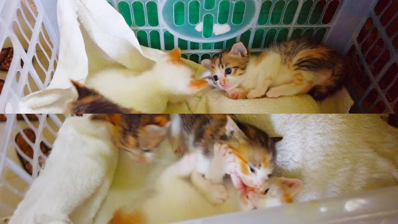 Adorable cute kittens playing - YouTube