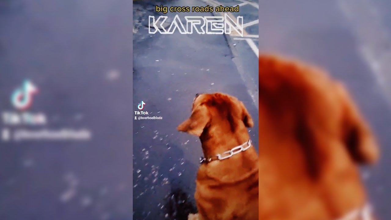 boerboel blade & aria 265 - YouTube