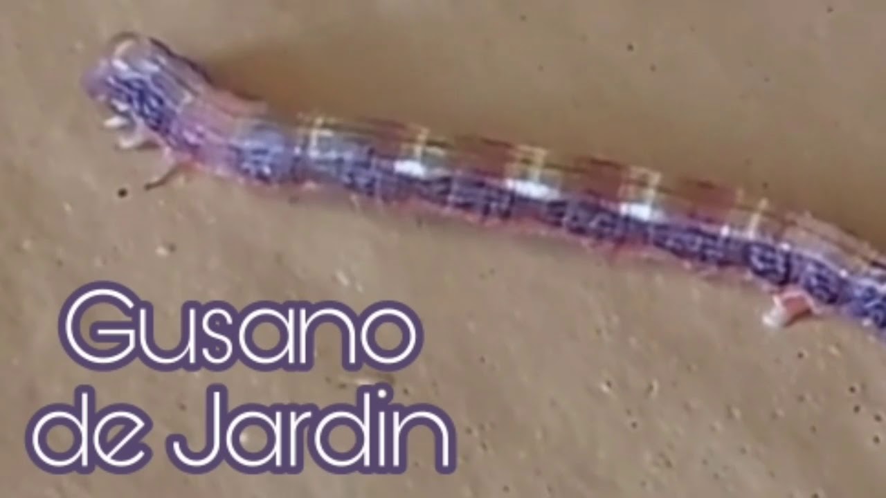 Video de un Gusano de Jardín color morado tornasol | La chatayou - YouTube