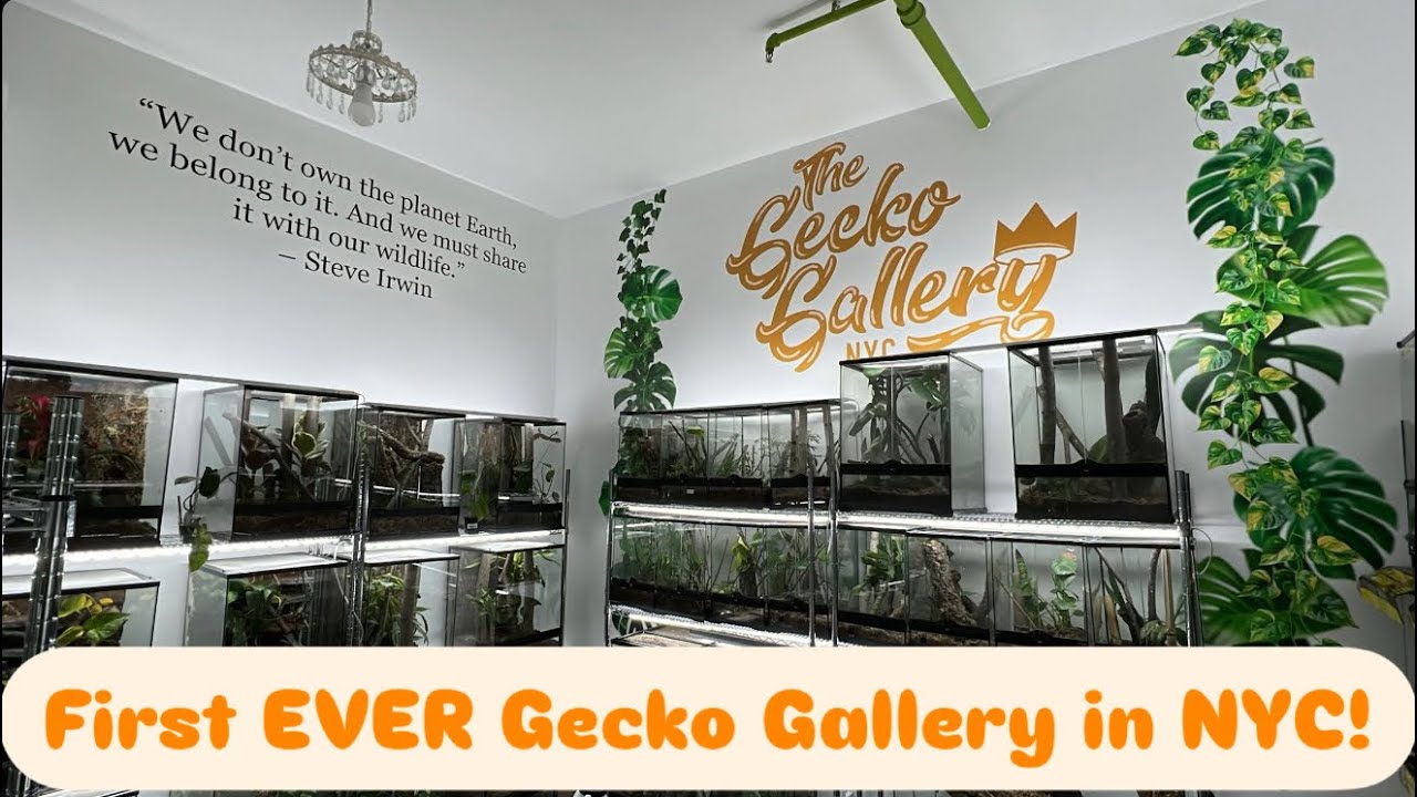 The Gecko Gallery NYC Tour - Endangered Species, Rare Geckos & a Bonus ...