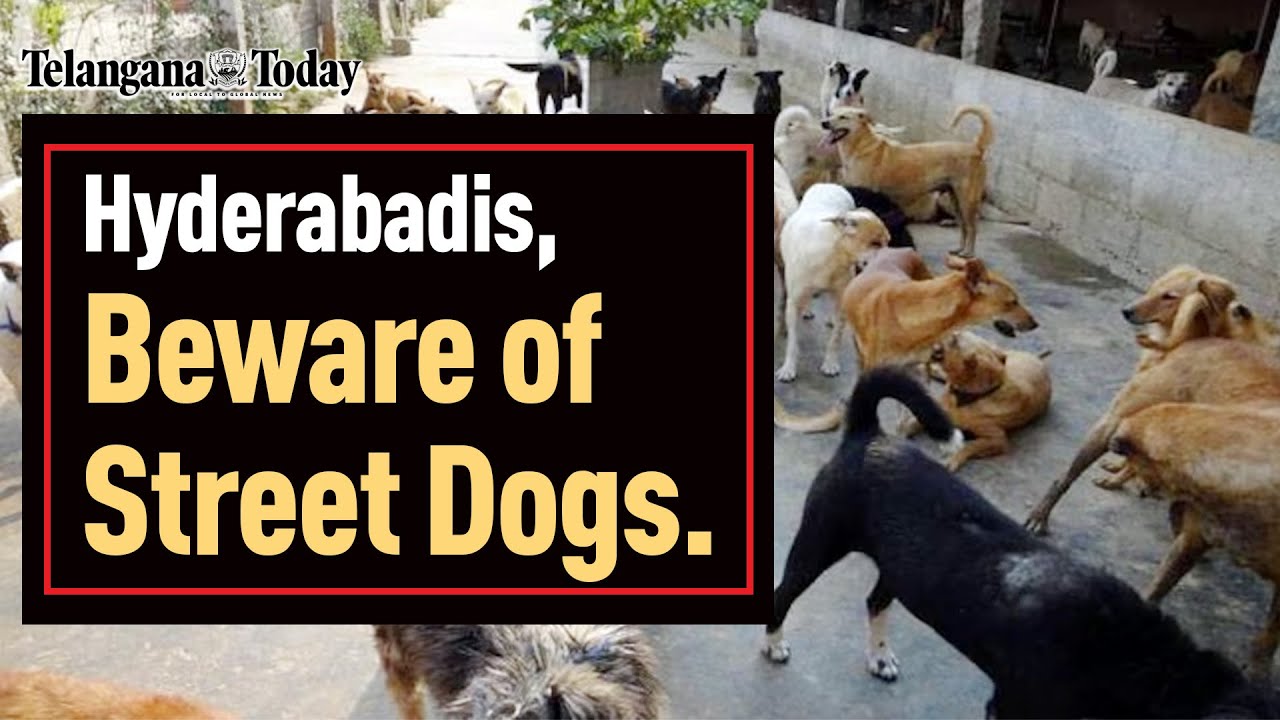 Hyderabad Street Dogs Scare Citizens | Street Dog Bites In Hyderabad ...