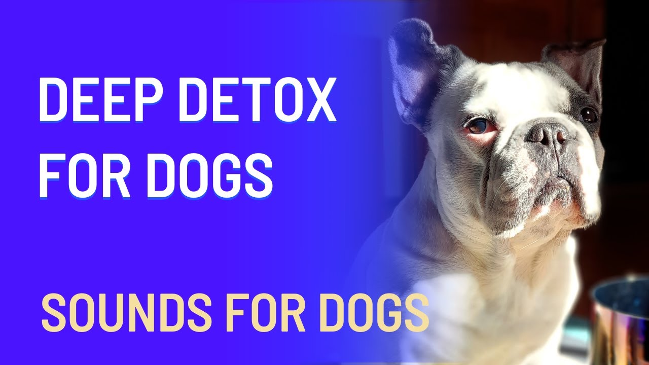 French bulldog Ari´s Deep Detox for Dogs! - YouTube