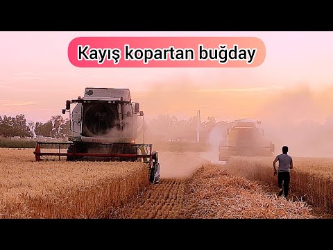 kayış kopartan buğday. rekortmen masaccio