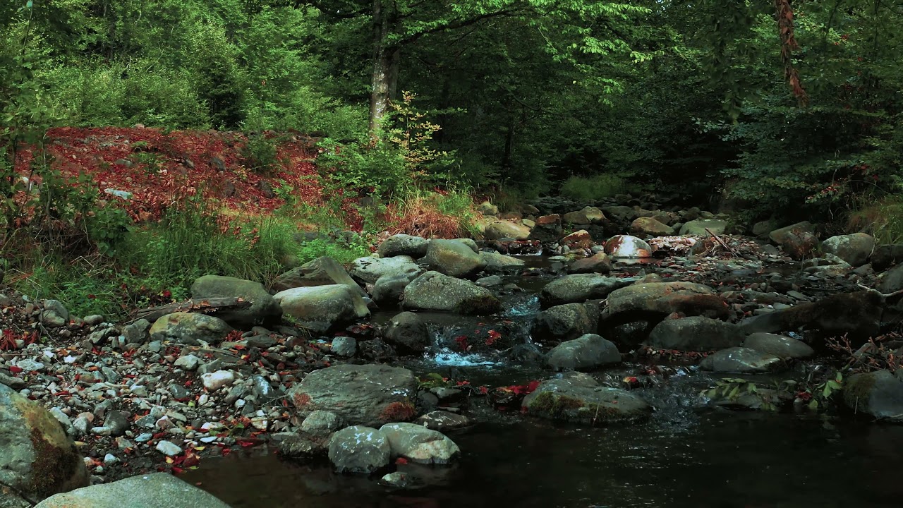 Along The River 4K Video || FREE STOCK || 4K Video - YouTube