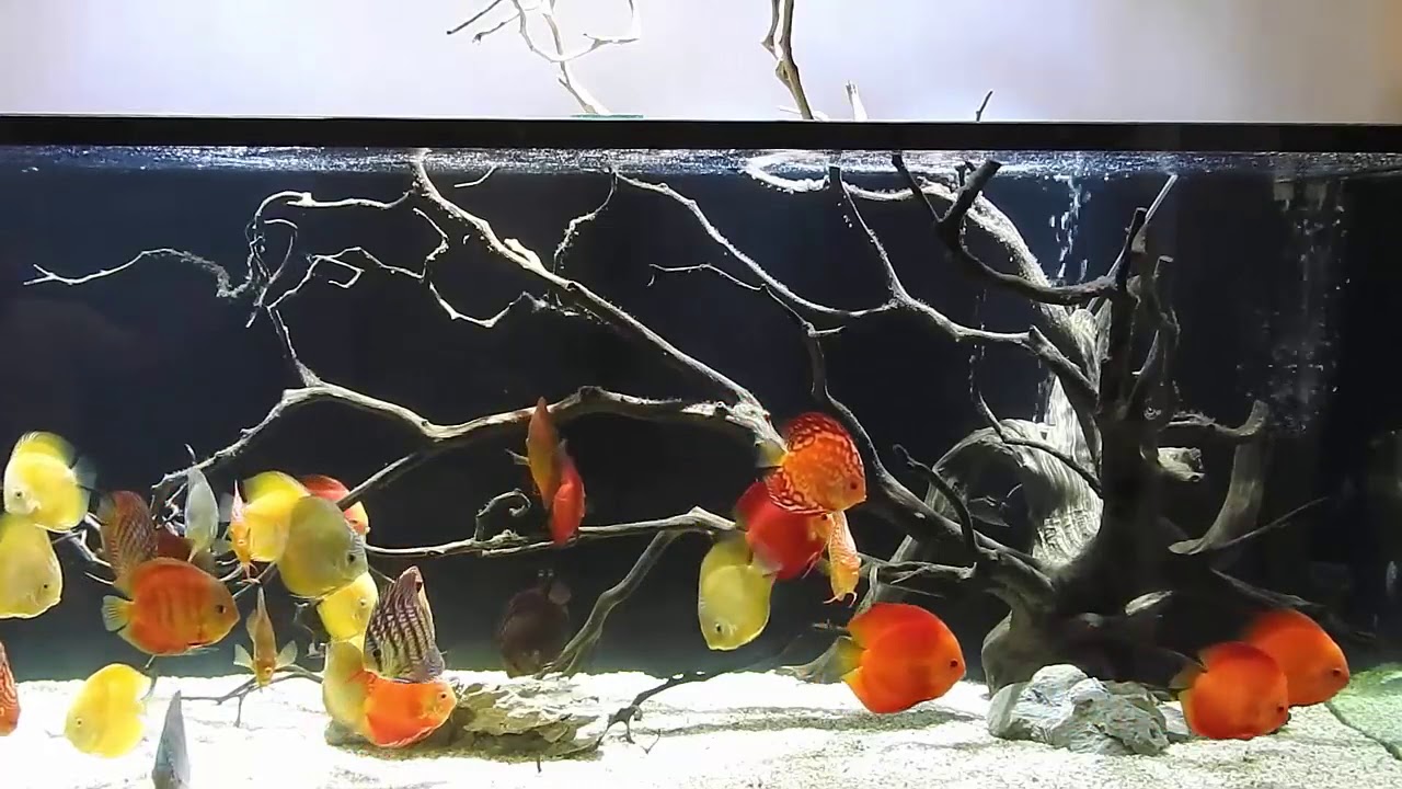 Аквариум с дискусами от Discus House - YouTube