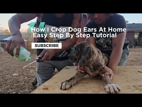 Ear Cropping Made Easy How To Get The Best Crop On A Budget - YouTube