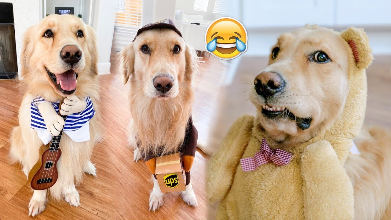 My Dog Tries on Halloween Costumes : Behind the Scenes - YouTube