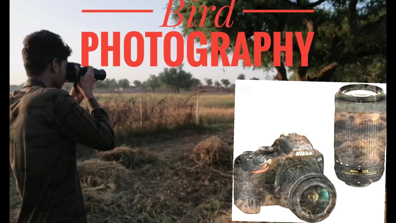 Bird photography with nikon d3500 and 70-300mm kit lens. - YouTube
