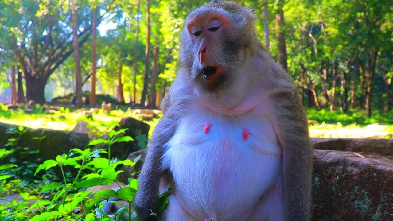 Wild Monkey Pregnancy's Journey | Feeding Food Monkey Pregnant - YouTube